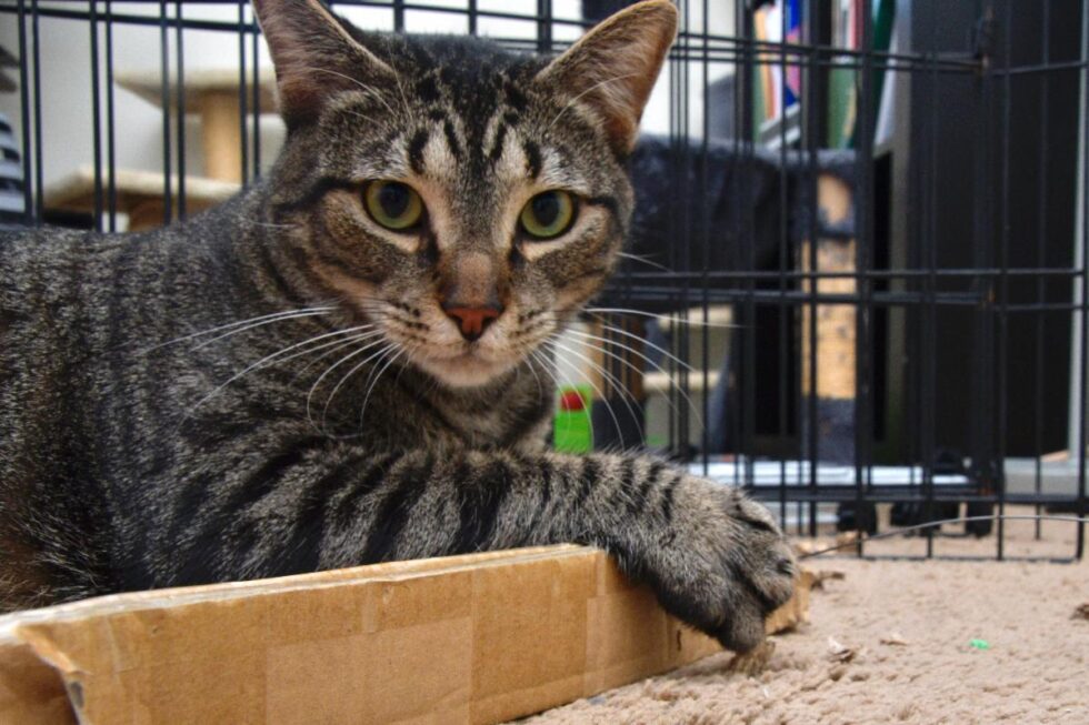 San Antonio Feral Cat Coalition