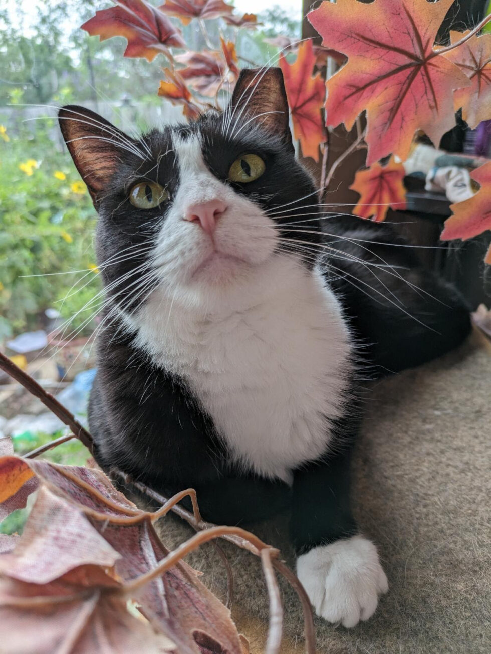 Cat of the Month: Moochi | San Antonio Feral Cat Coalition