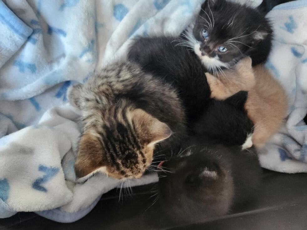 Purr-fectly Satisfied? Let Us Know with a Google Review! | San Antonio ...
