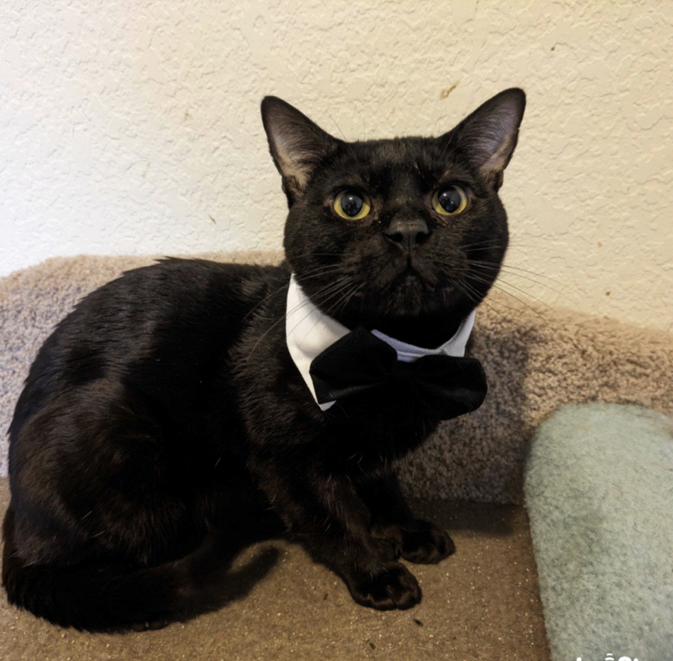 Cat of the Month: Wally | San Antonio Feral Cat Coalition