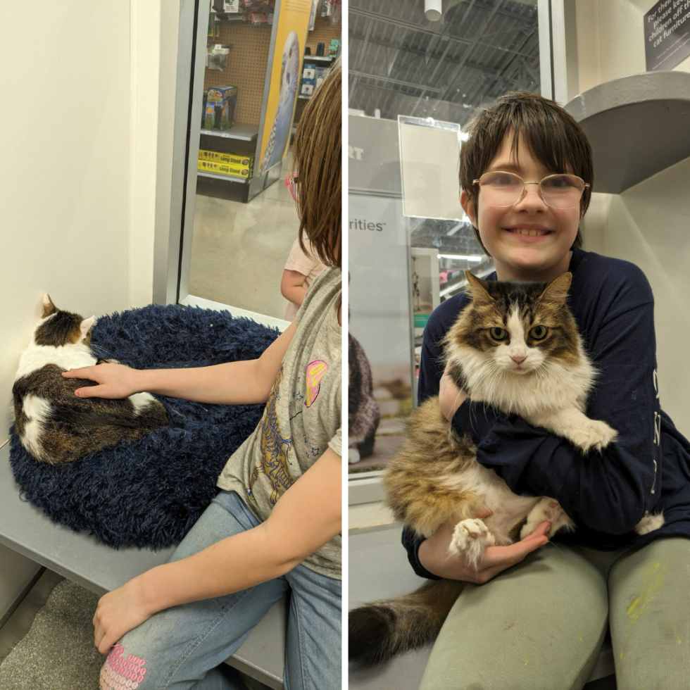 National Adoption Week Success | San Antonio Feral Cat Coalition