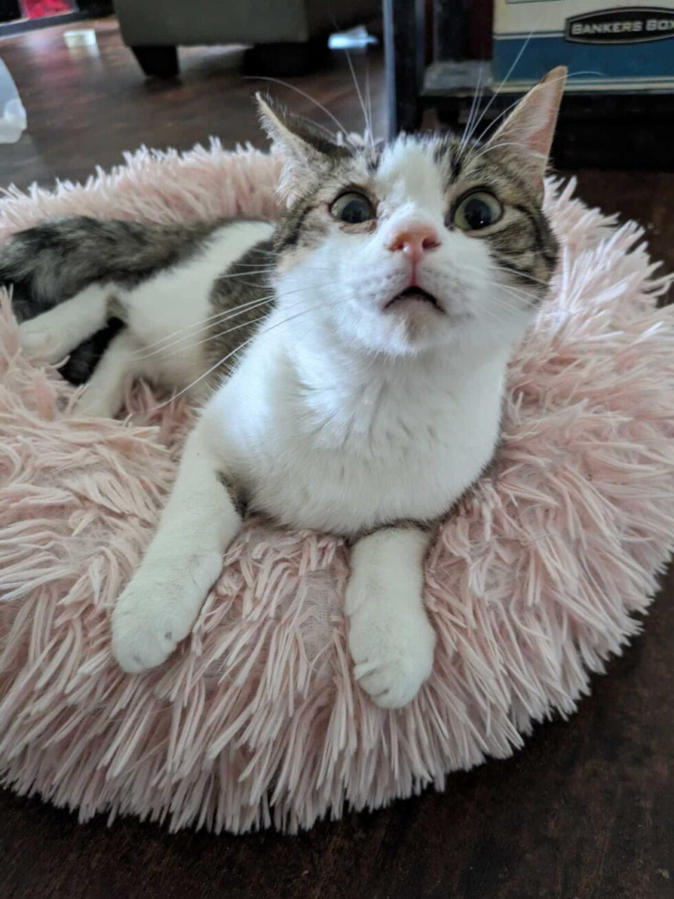 Cat of the Month: Bagel Bite | San Antonio Feral Cat Coalition