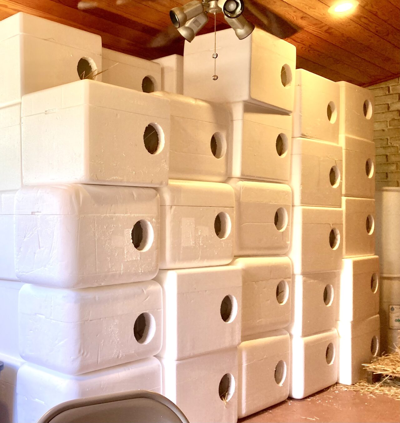 Feral Shelter Program | San Antonio Feral Cat Coalition