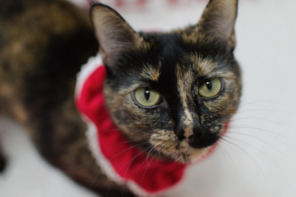 Meet Autumn – February’s Cat of the Month! | San Antonio Feral Cat ...