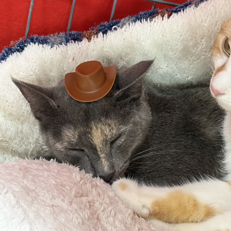 Adoptable Cats | San Antonio Feral Cat Coalition